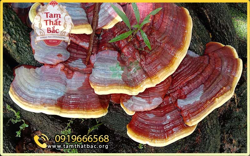 Cách dùng Nấm linh chi kết hợp với Hoa tam thất tốt cho sức khỏe